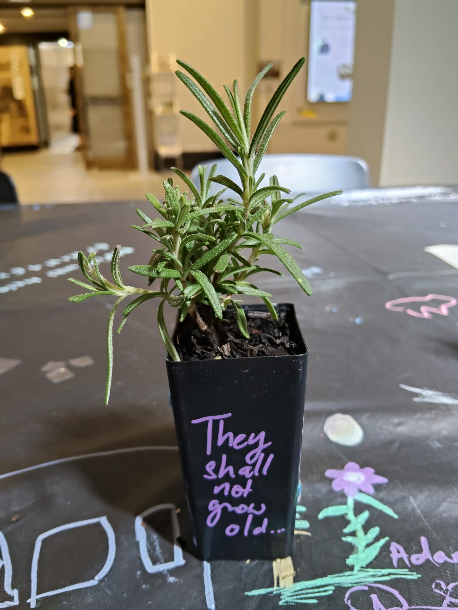 Anzac Day: Remembrance and Rosemary - Dads4Kids